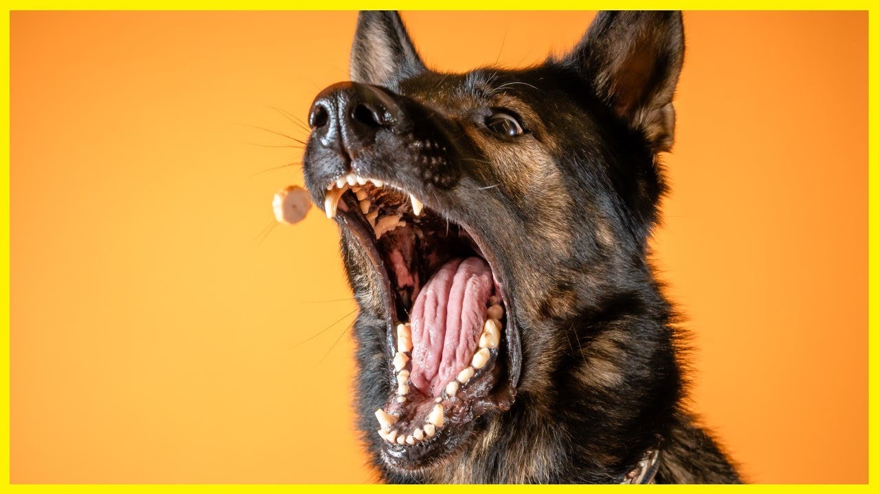 How To Teach Your Dog To Catch - YouTube