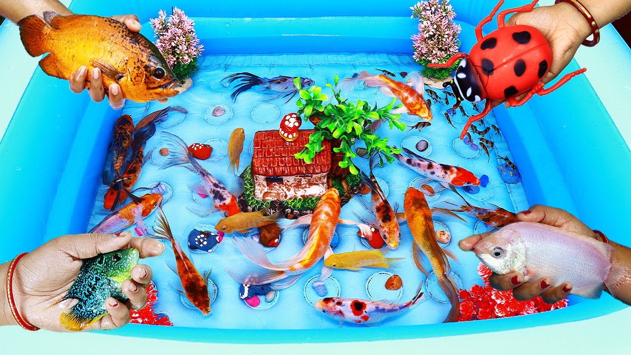 Tiger prawns Japanese koi carp kissing fish Molly guppy stone black ...