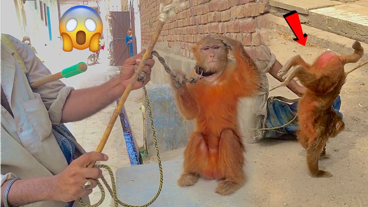 Bander Monkey Ka Tmasha 😱 - YouTube