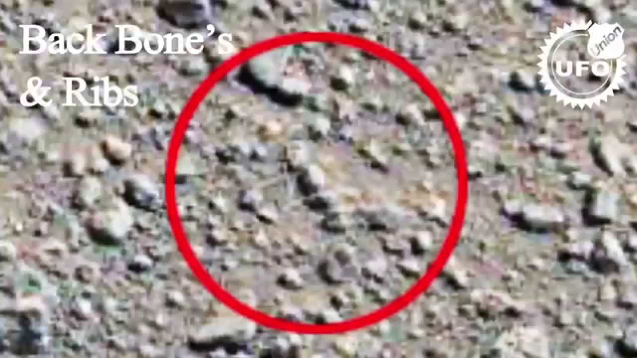 Turtle fossil discovered on planet Mars by curiosity rover - YouTube