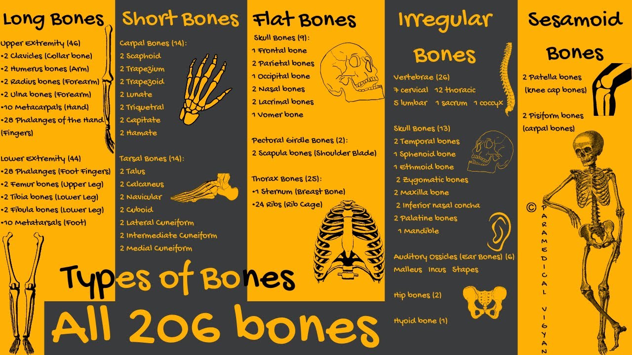 All 206 Bones In Human Skeleton Types Of Bones In Hindi