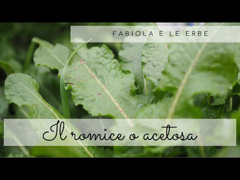 Fabiola e le erbe mangerecce: il romice
