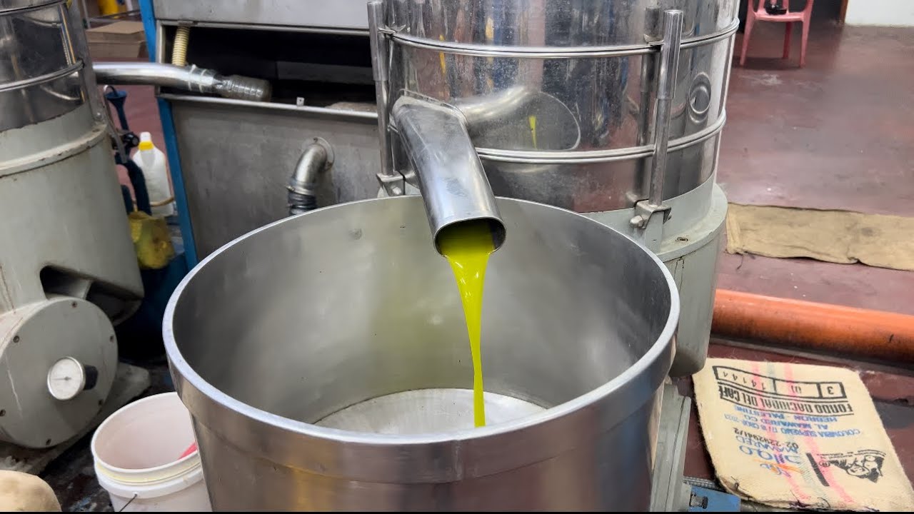 Olive oil extraction process - YouTube