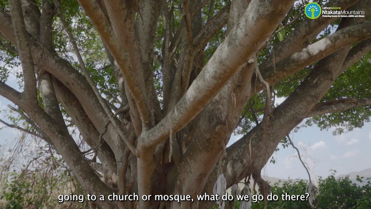 Sacred Tree - Ntakata Mountains Project - YouTube