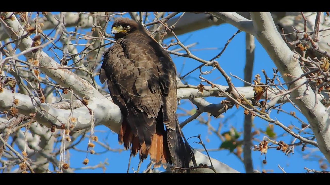 Lucky, Speedy, Fluffy, RedTailed Hawks, Steller Jay, Song Sparrows and ...
