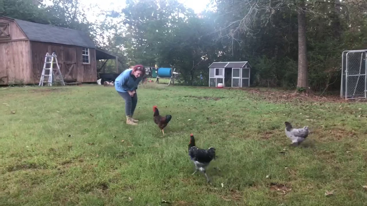 Chicken attacks - YouTube
