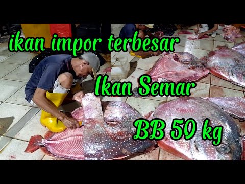 IKAN SEMAR - YouTube