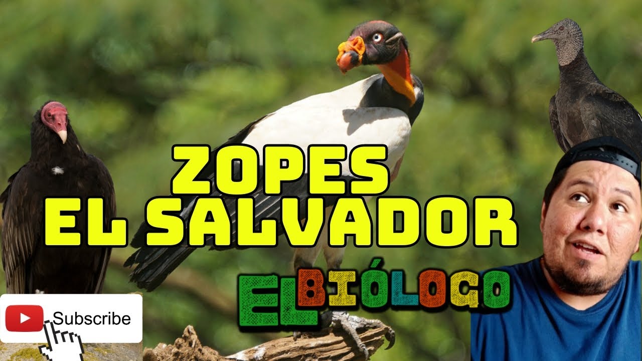 ¿Qué son Los Zopes o buitres?🐦‍⬛ #goodvibes #foryou #biology #animals # ...