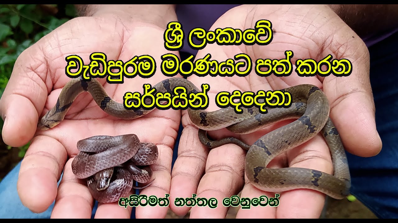 The two most killed snakes in Sri Lanka ( Common Banded Kukri Snake ...
