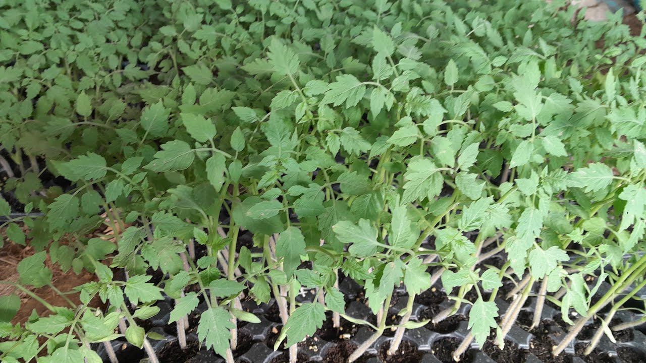beans boy is live! Let's go planting tomatoes September 16 2024 - YouTube