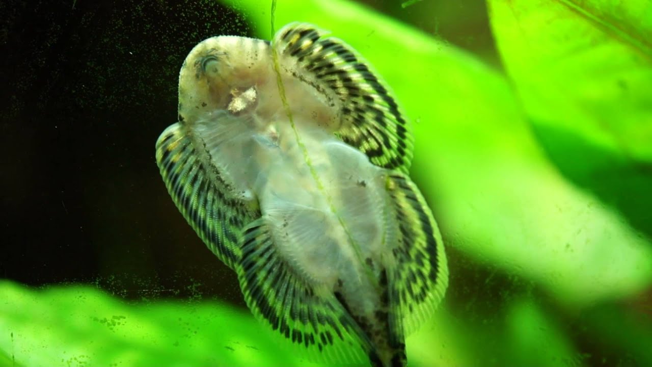 sewellia lineolata - YouTube