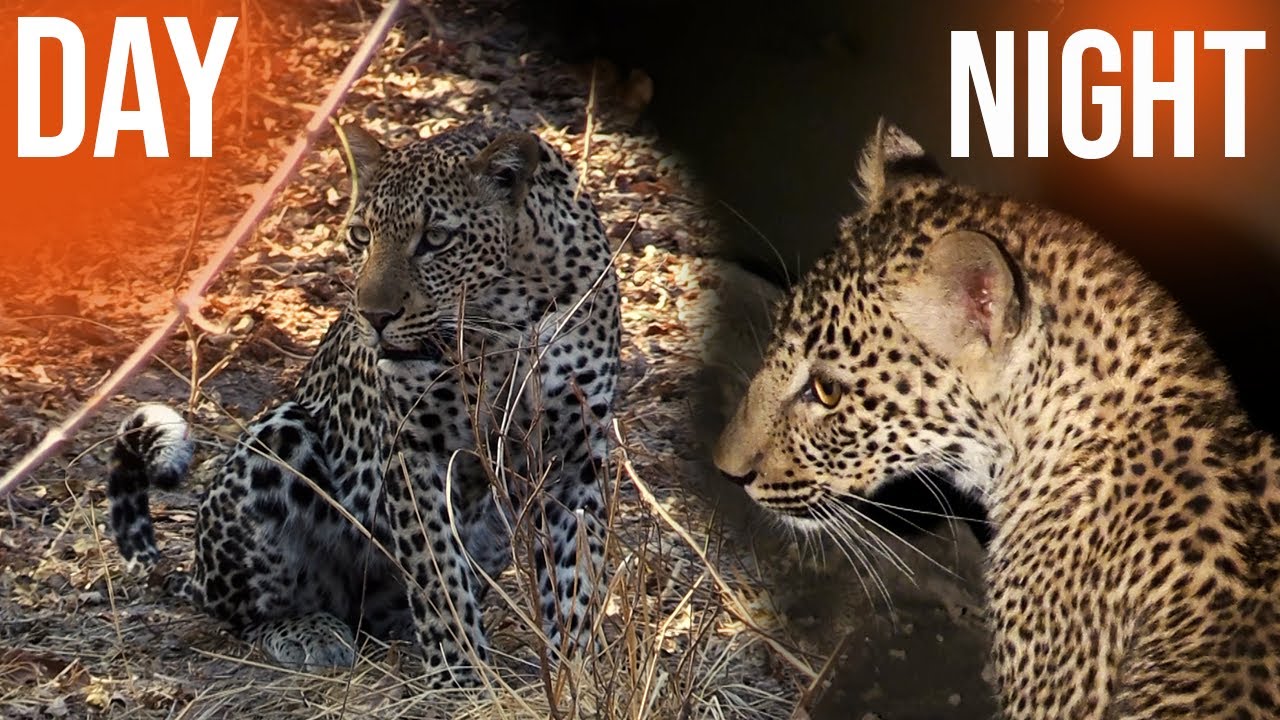 African Leopards on the Hunt - High Definition - YouTube