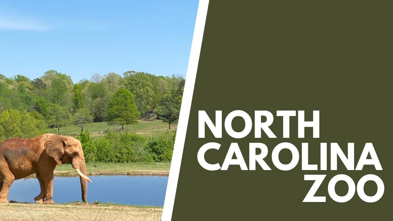 NC Zoo | Visit the Largest Natural Habitat Zoo in the World - YouTube