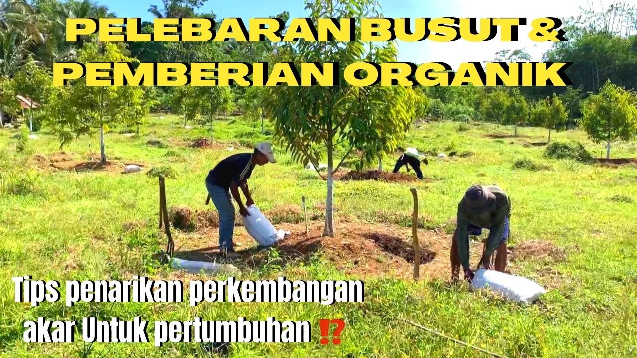 PELEBARAN BUSUT PEMBERIAN ORGANIK SUSULAN | dikebun sdtfarm bersama ...
