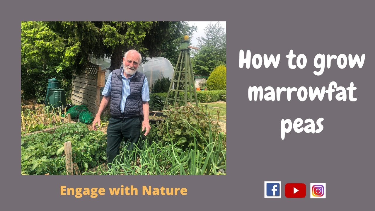 How to grow marrowfat peas - YouTube