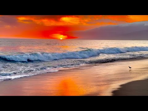 🔶 Ocean Sunset Glow 11Hrs Gentle Ocean Wave Sounds, Seagulls Seabird for Relaxation Meditation Sleep