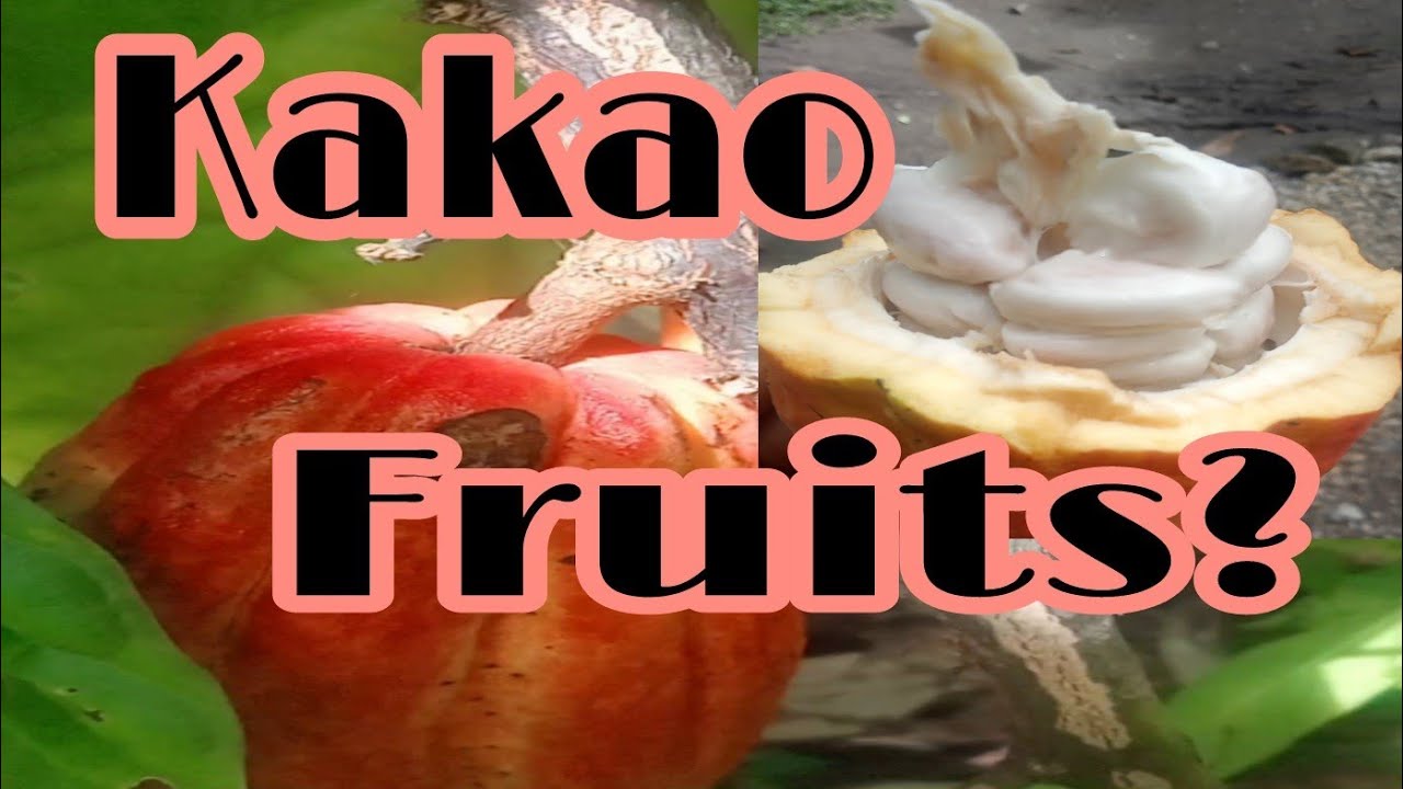 Harvesting Kakao fruits and kahil fruits?after I eat! #satisfying # ...