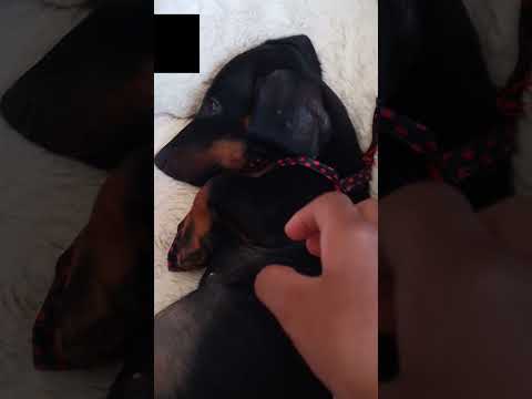 vive como rey xD - YouTube