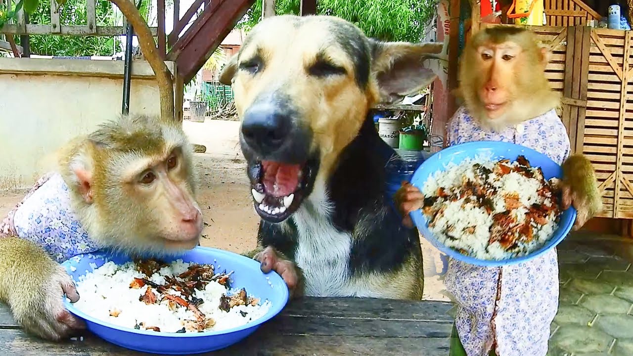 Best SokYaa Bring Food For Phao Eating, Animal Serve Food - YouTube