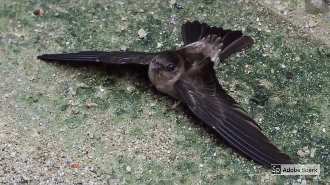 WFC WIKIWALET - UNDERSTAND OUR SWIFTLET BIRDS - YouTube
