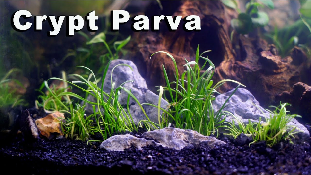 Crypt parva - 5 Reasons It's A MUST HAVE Plant For Nano Tanks - YouTube