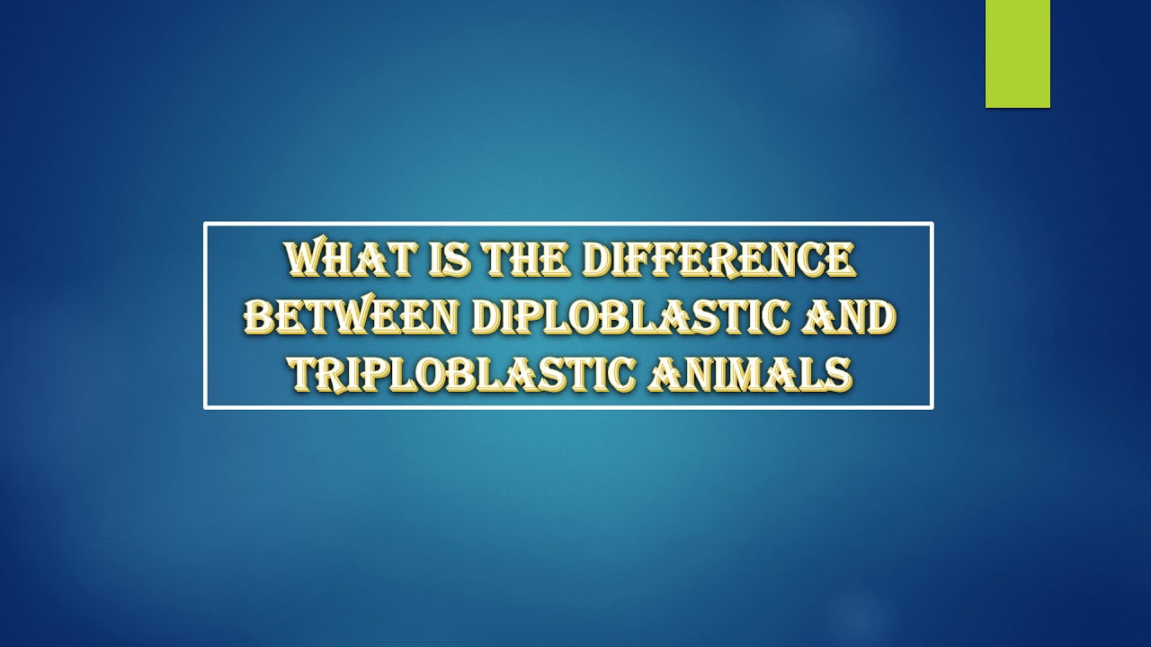 Difference b/w diploblastic and triploblastic animals+radial and ...