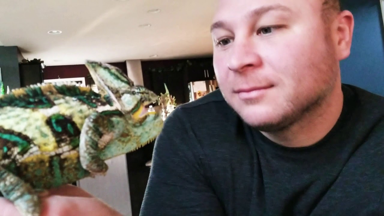 Chameleon attacks with tounge - YouTube