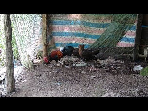 qaib qus txuam f2 zoo nraug-gà lai f2 mùa thay lông đẹp trai - YouTube