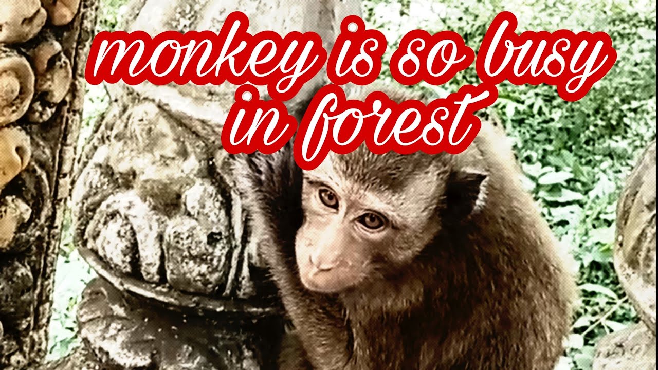 visit monkey in the forest next to Pagoda,@ruralanimallifestyle3018 ...