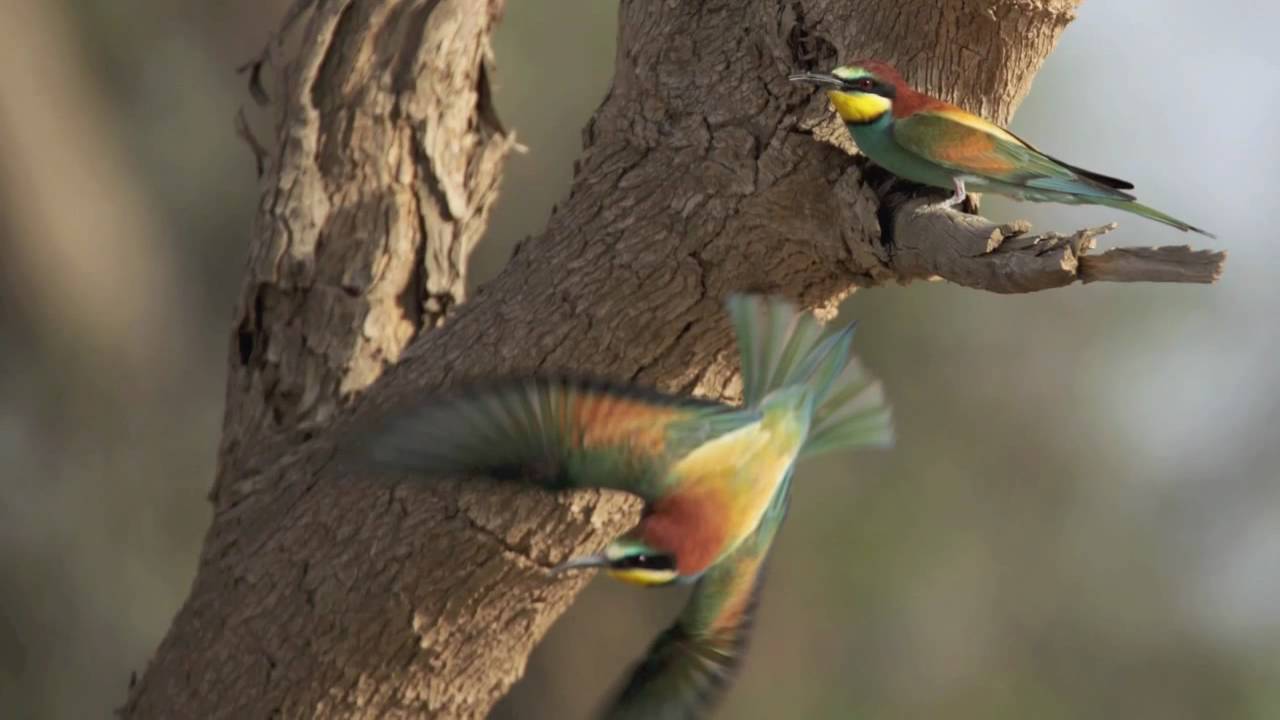 Birds of Kuwait - Bee Eaters - YouTube