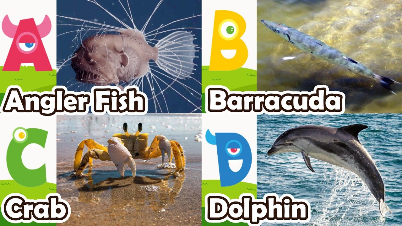 ABC Sea Animals song | Learn Alphabets | English and Animals for Kids ...