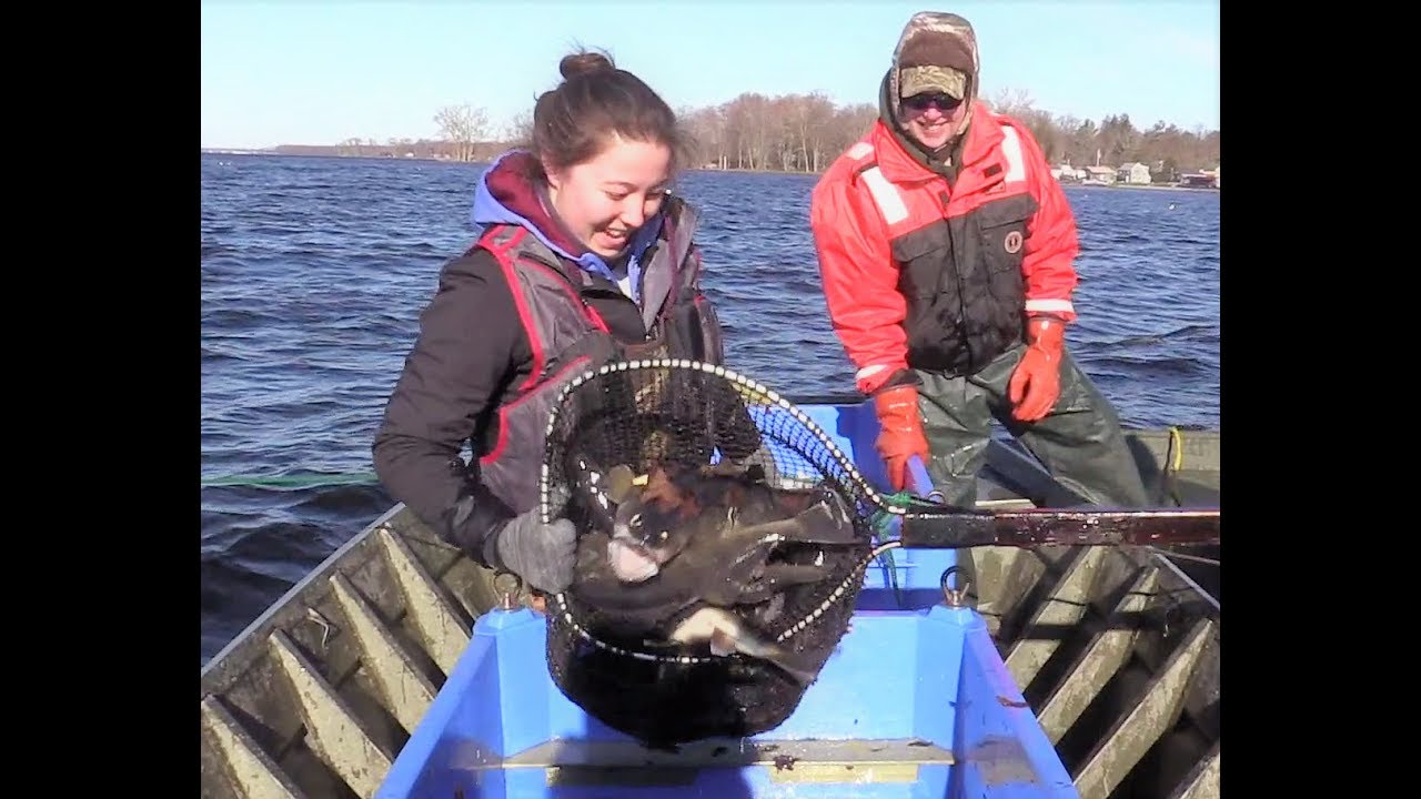 Oneida Fish Hatchery, Olivia Vosburg unnetting walleye - YouTube