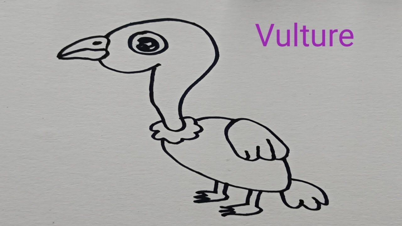 How to draw a Vulture Bird ! How to draw a Vulture step by step ...