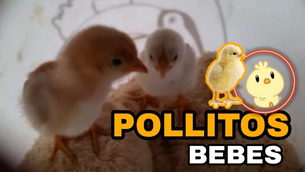 Pollitos bebes, el cuidado de los pollitos en una Granja - YouTube