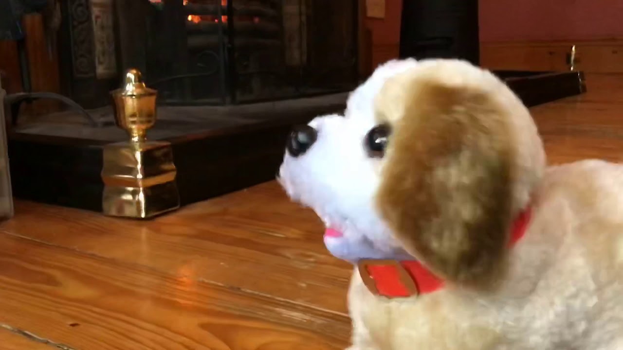 Baby Einstein baby Bach dog jumping toy - YouTube