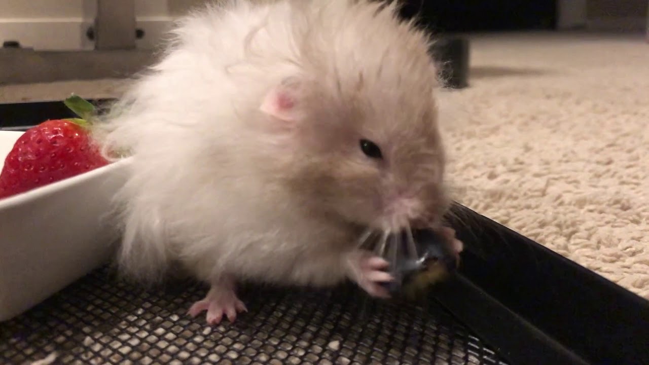 Sandwich the Hamster Eats Food - YouTube
