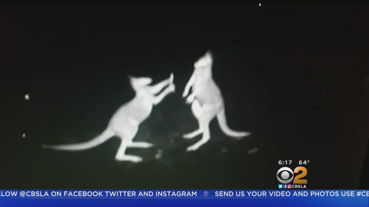 Caught On Video: Infrared Video Captures Kangaroos Fighting - YouTube