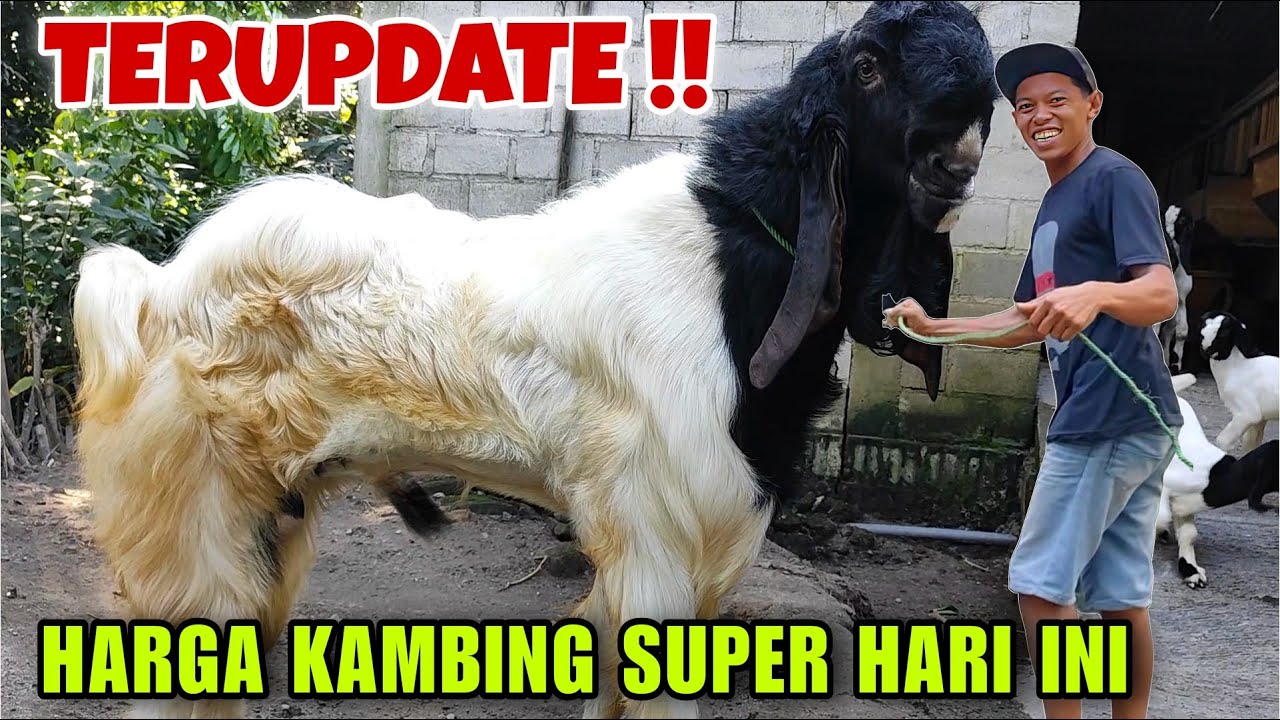 KAMBING SUPER GANTENG INI LANGSUNG DI BUKA HARGA‼️SEGINI HARGANYA ...