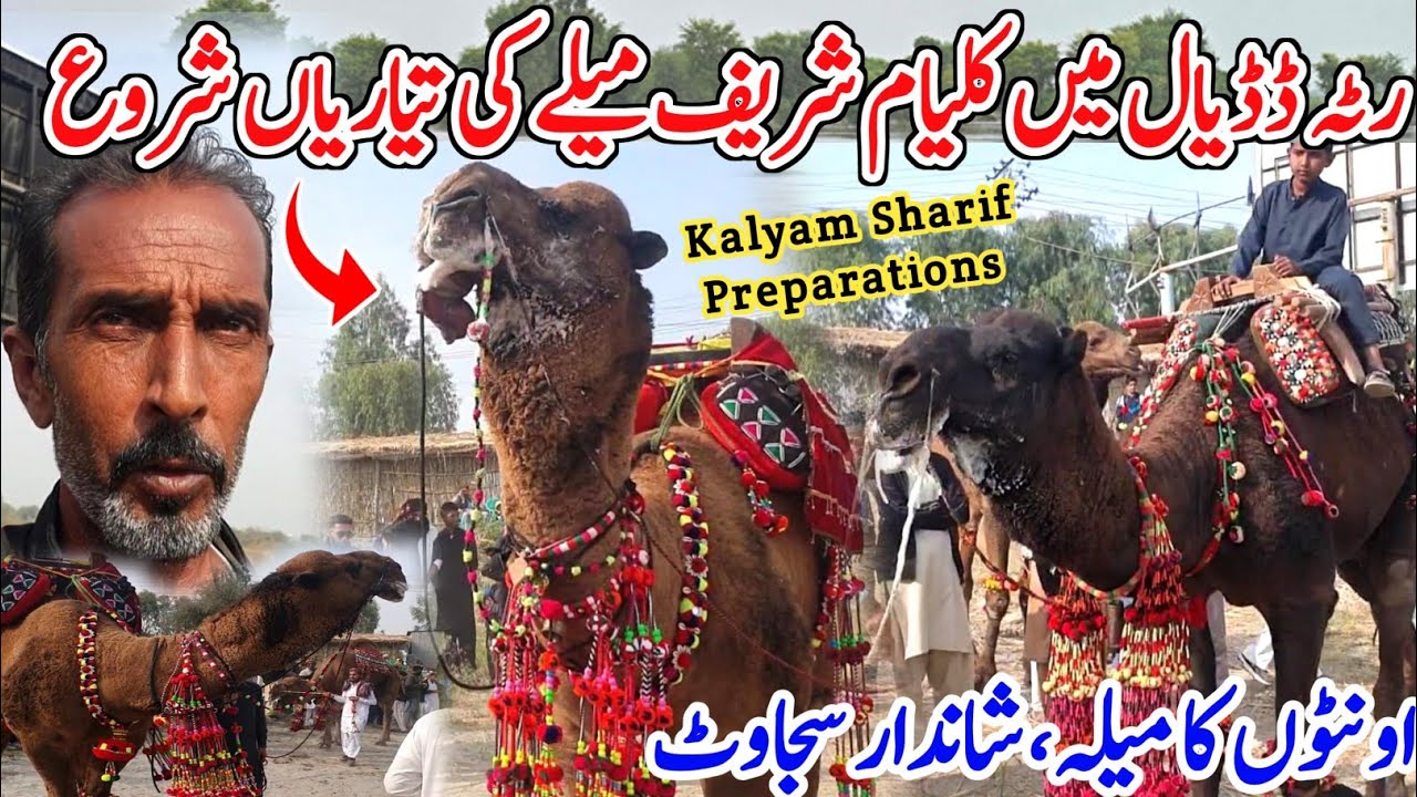 Grand Preparations In Ratta Dadyal For Kalyam Sharif🎊🐪||Famous Camels ...