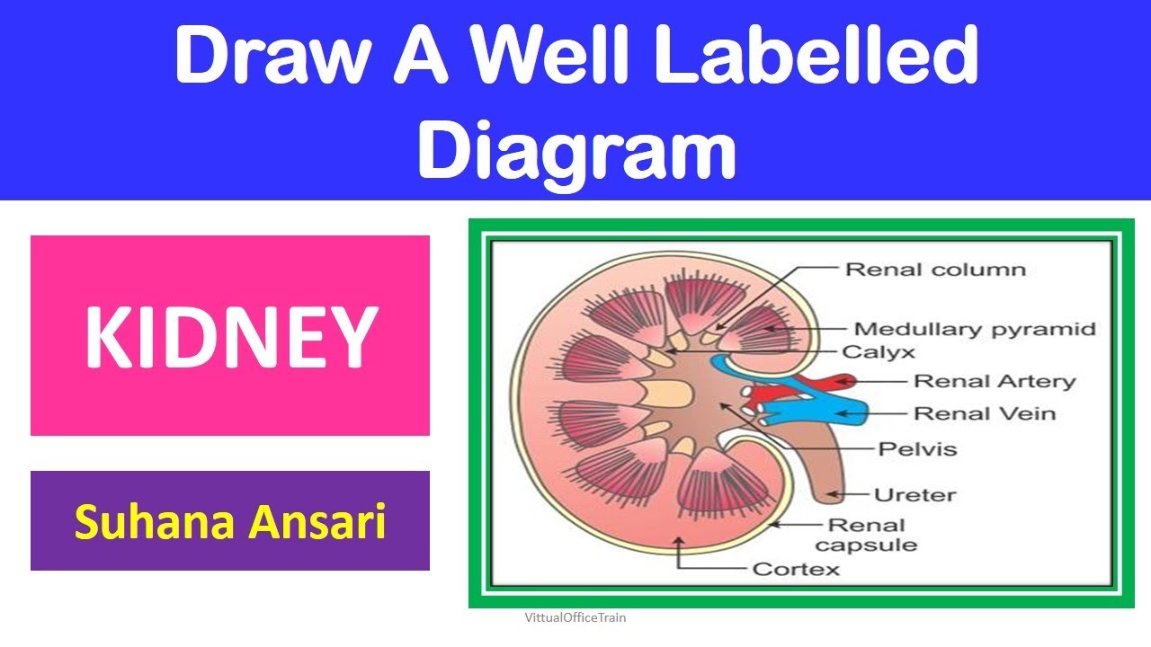 How to Draw Labeled Diagram Human Kidney - YouTube
