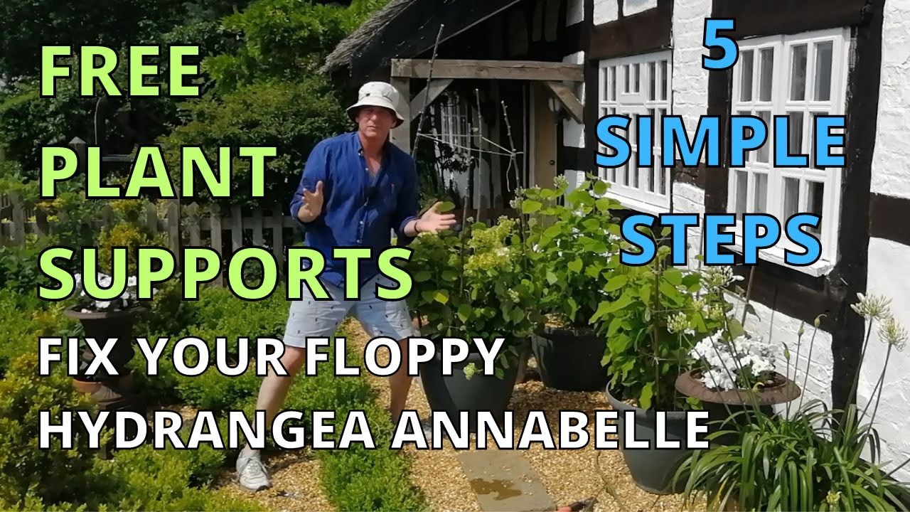 FREE PLANT SUPPORTS. Fix your FLOPPY HYDRANGEAS. 5 Simple Steps. - YouTube