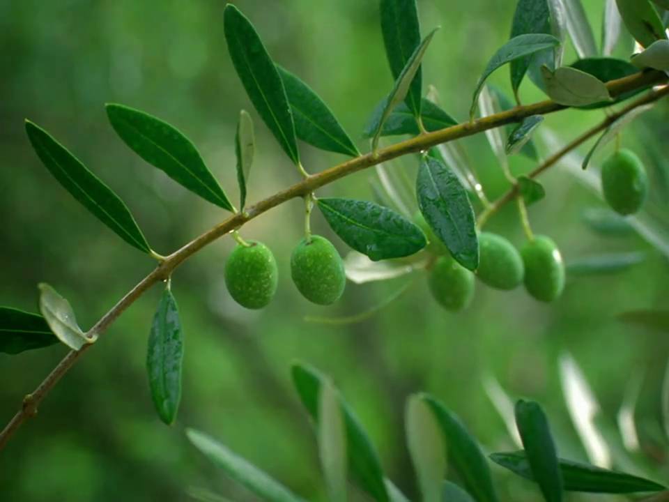 Aroma Organic Age Control Commercial - YouTube