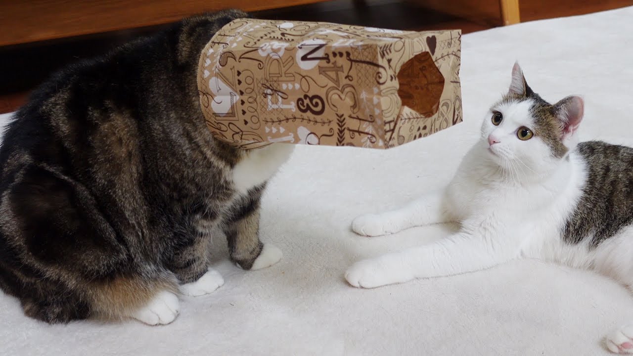 覆面パトロールに励むねこ。-Maru works hard at masked patrols.- - YouTube