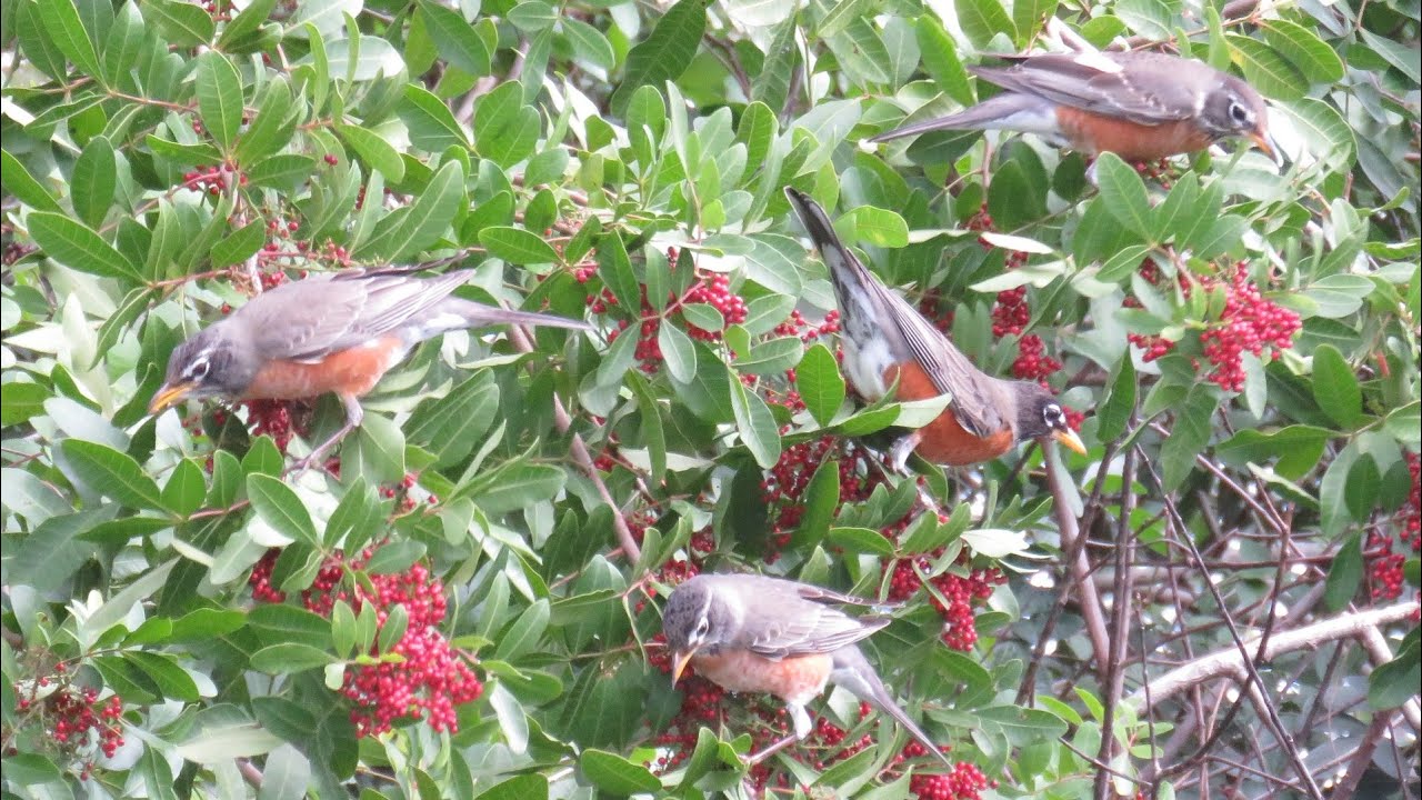 Video For Cats - Robins Eating Berries And Birdsongs - YouTube