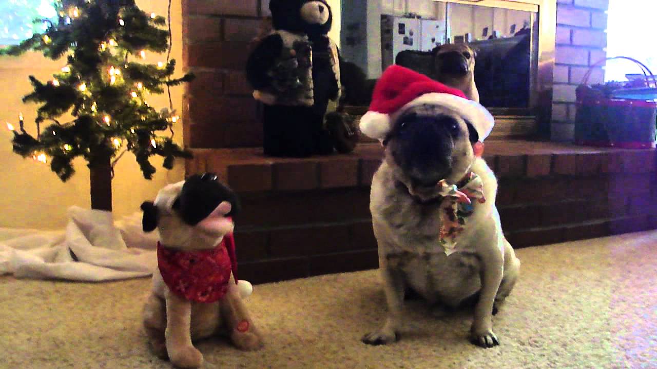 Trump, the singing pug! - YouTube