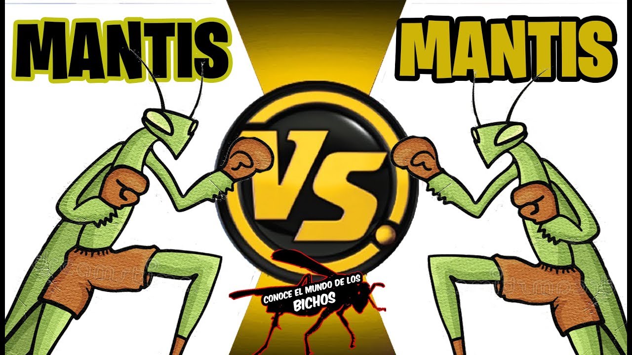 MANTIS VS MANTIS - COMENTADO - YouTube