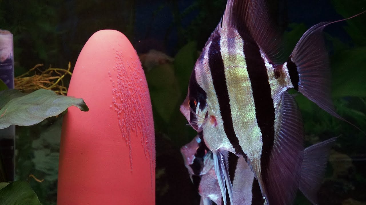 埃及神仙魚繁殖 Pterophyllum altum (Altum Angel) breeding - YouTube