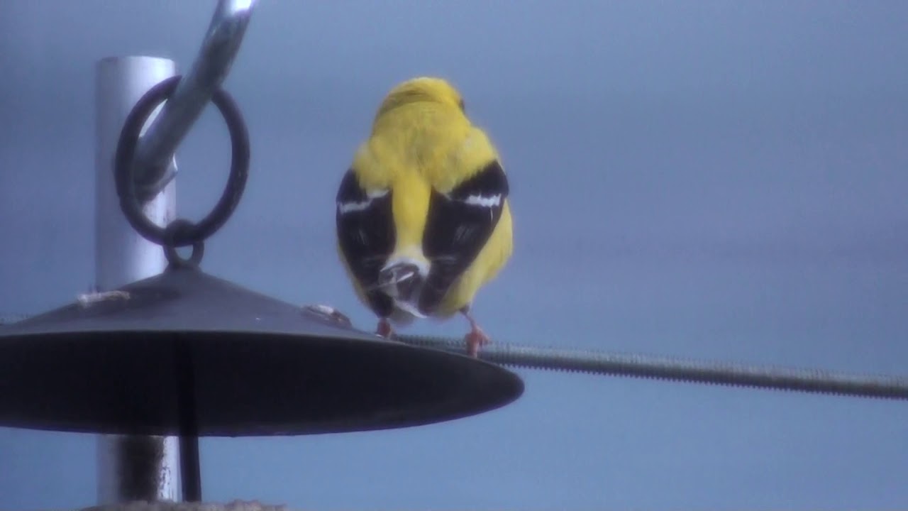 Goldfinch Song - YouTube