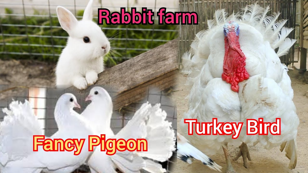 Turkey murgi farm | Turkey chicken farming | Fancy Pigeon Farming ...