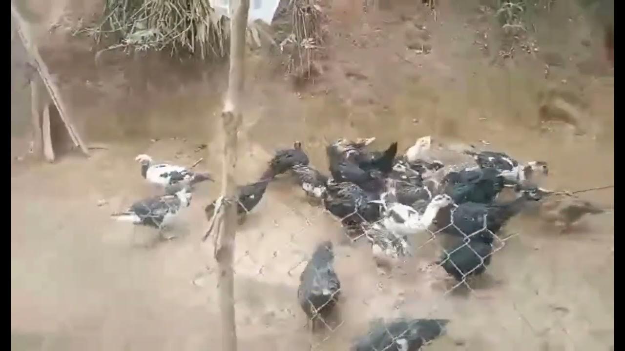 tus phooj ywg no txib taws thiab nws pub qhauv rau os noj nawb - YouTube